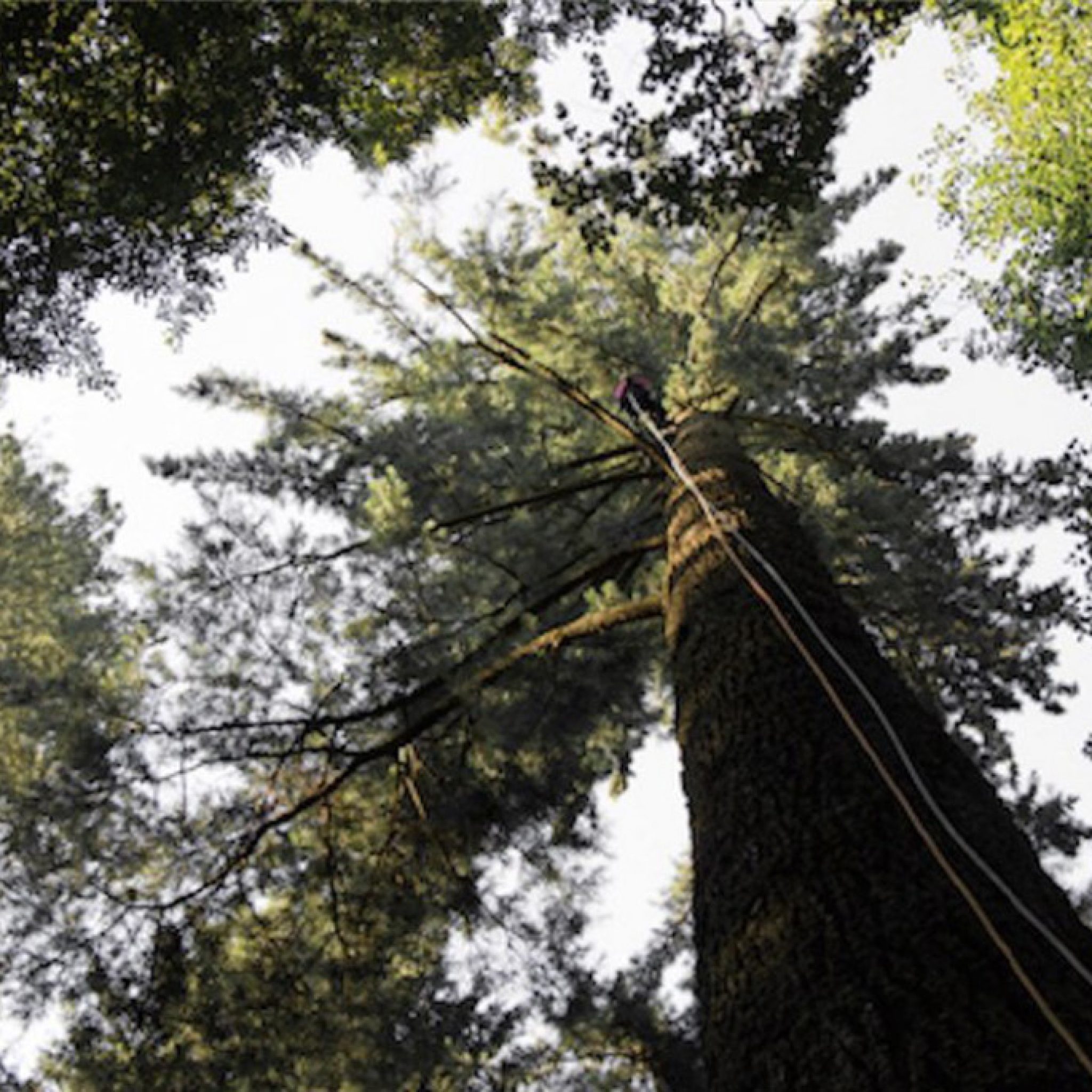 albero-piu-alto - Solid Renner