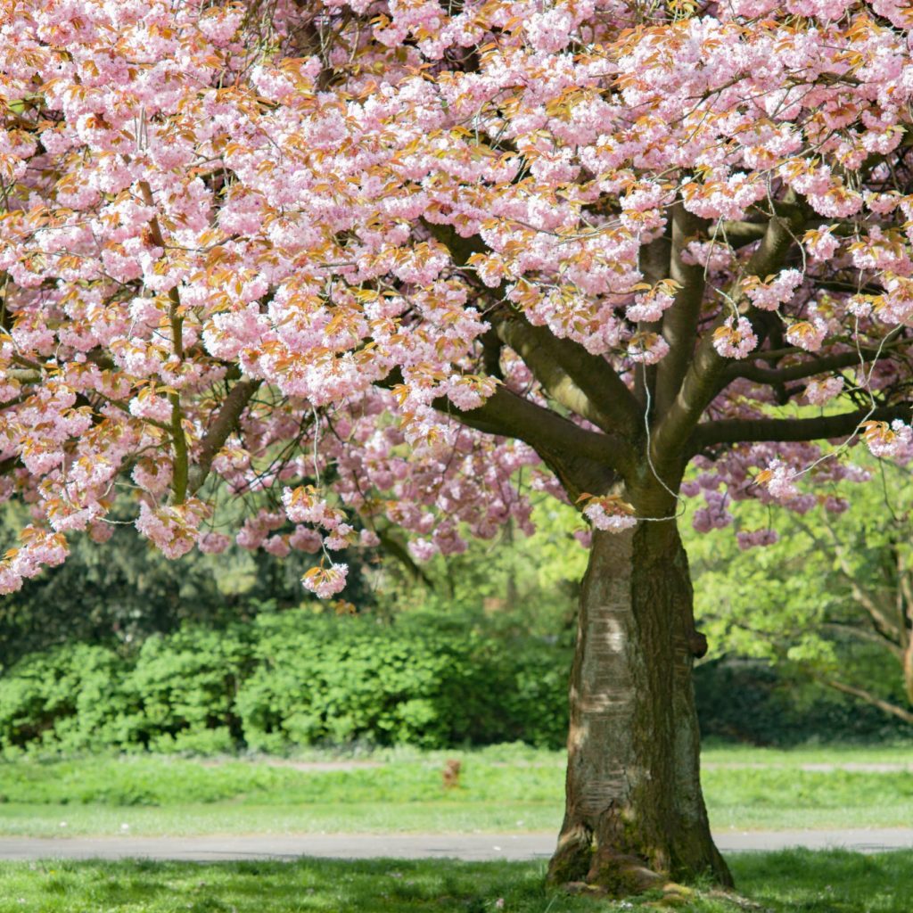 albero di ciliegio - Solid Renner