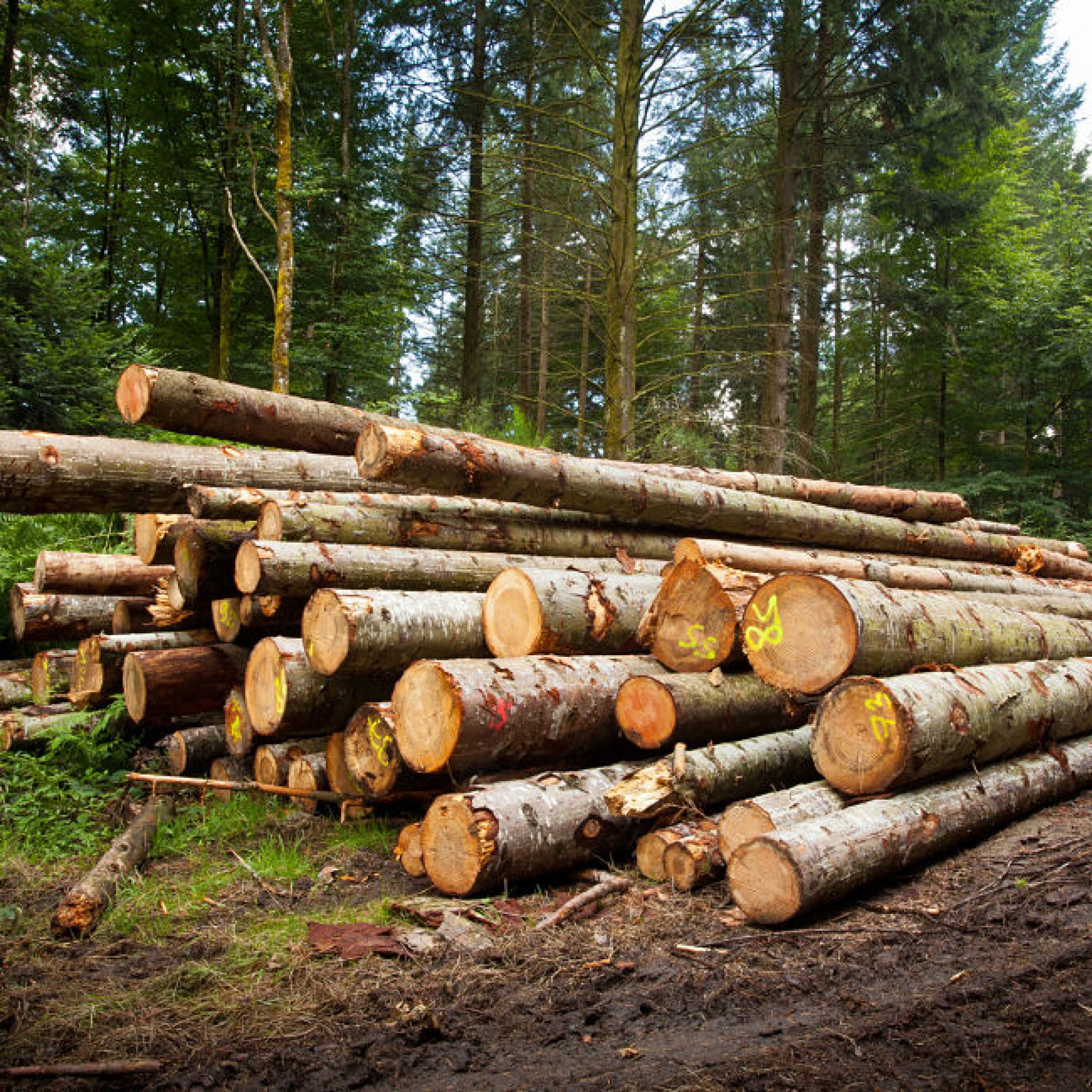 Legno sostenibile - Solid Renner