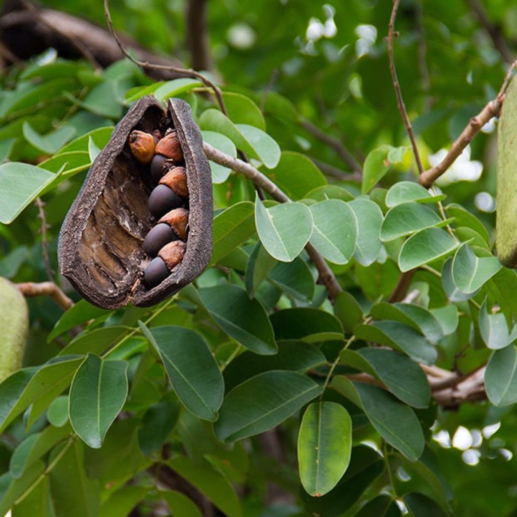 parquet_in_doussie_3 - Solid Renner