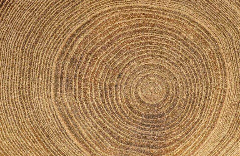 dendrocronologia_2 - Solid Renner